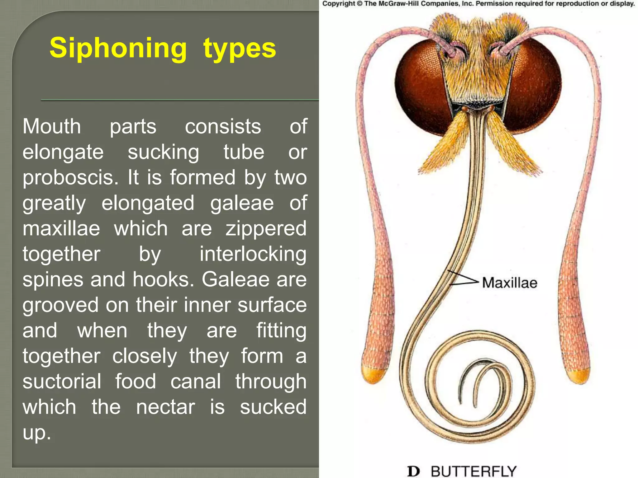 Lec. 9 Structure and modifications of mouth parts.ppt