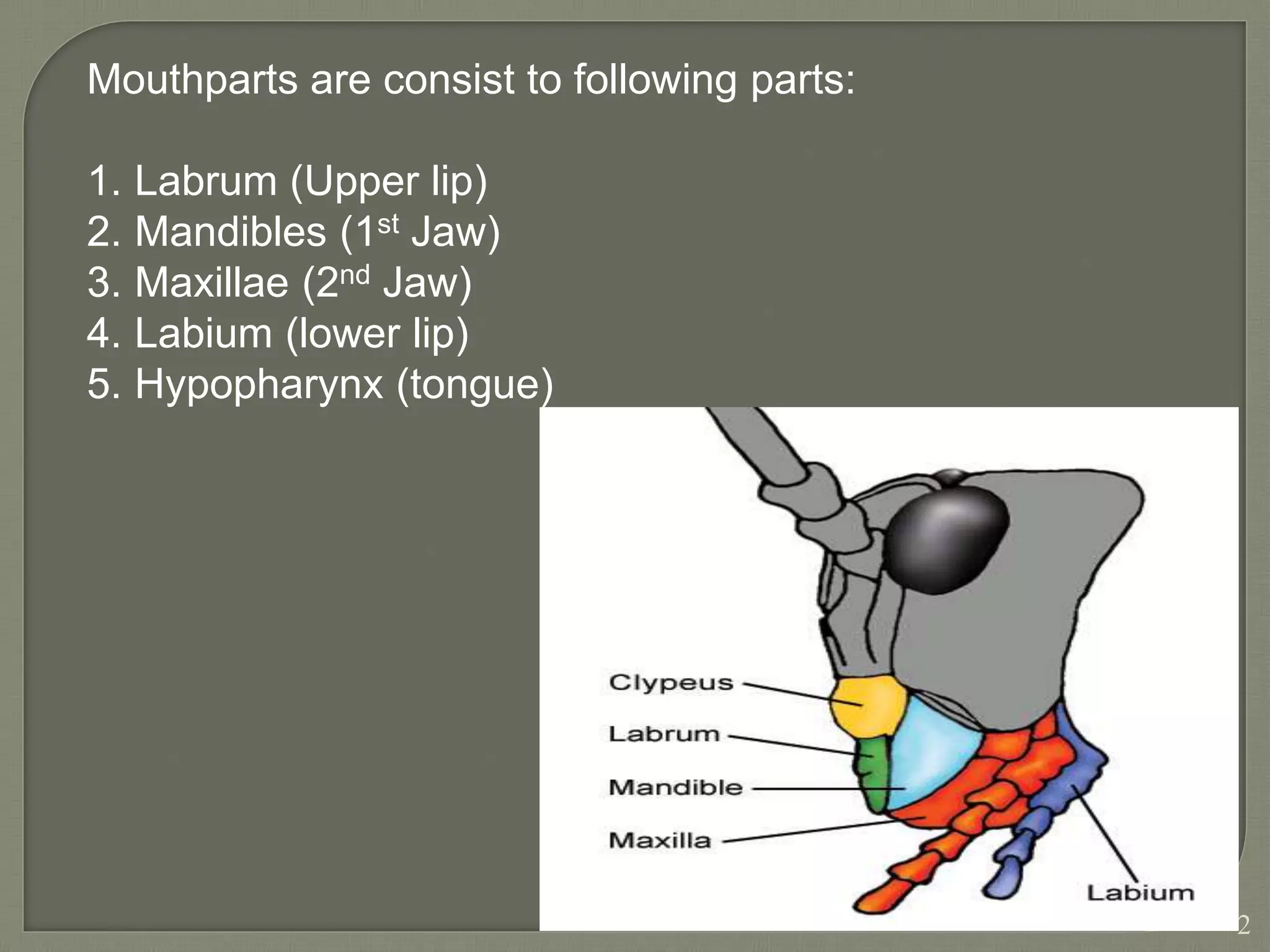 Lec. 9 Structure and modifications of mouth parts.ppt