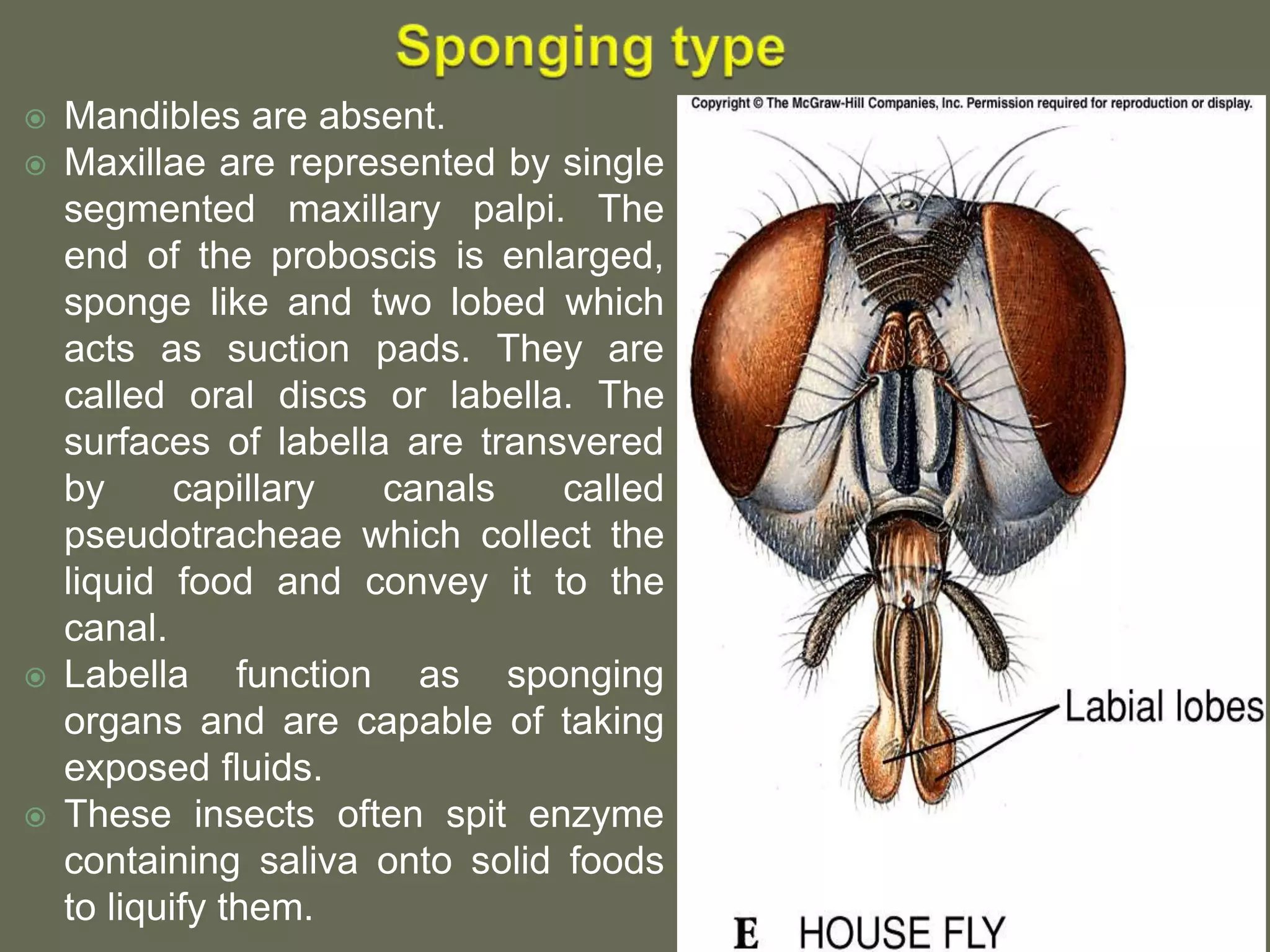 Lec. 9 Structure and modifications of mouth parts.ppt