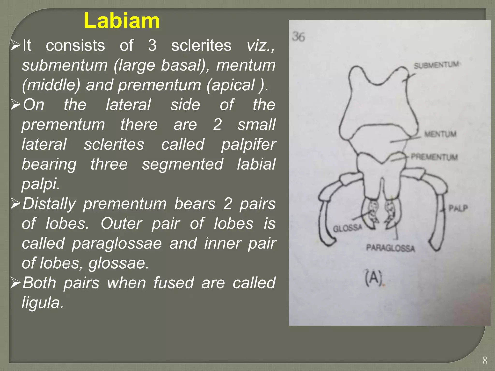 Lec. 9 Structure and modifications of mouth parts.ppt