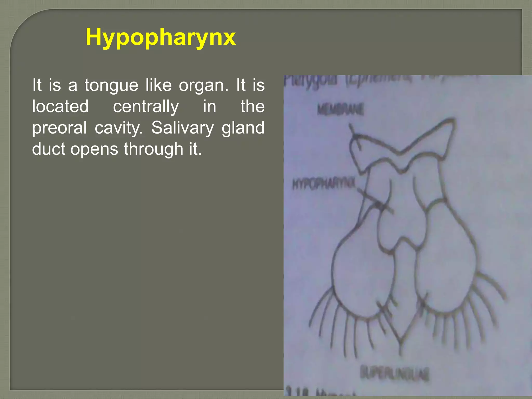 Lec. 9 Structure and modifications of mouth parts.ppt