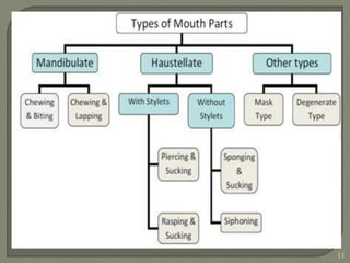 Lec. 9 Structure and modifications of mouth parts.ppt