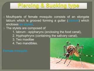 Lec. 9 Structure and modifications of mouth parts.ppt