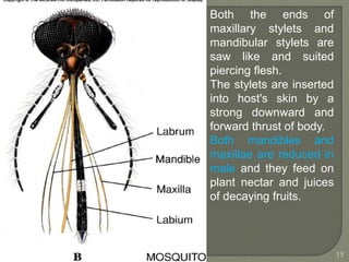 Lec. 9 Structure and modifications of mouth parts.ppt