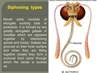 Lec. 9 Structure and modifications of mouth parts.ppt