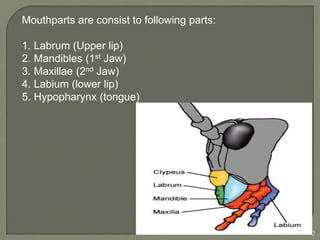 Lec. 9 Structure and modifications of mouth parts.ppt