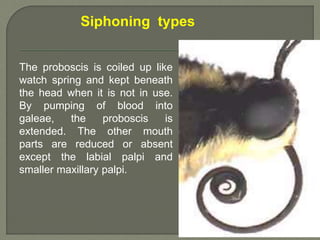 Lec. 9 Structure and modifications of mouth parts.ppt