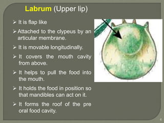 Lec. 9 Structure and modifications of mouth parts.ppt