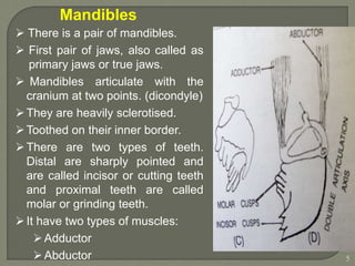 Lec. 9 Structure and modifications of mouth parts.ppt