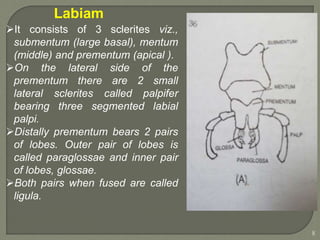 Lec. 9 Structure and modifications of mouth parts.ppt