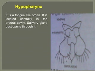 Lec. 9 Structure and modifications of mouth parts.ppt