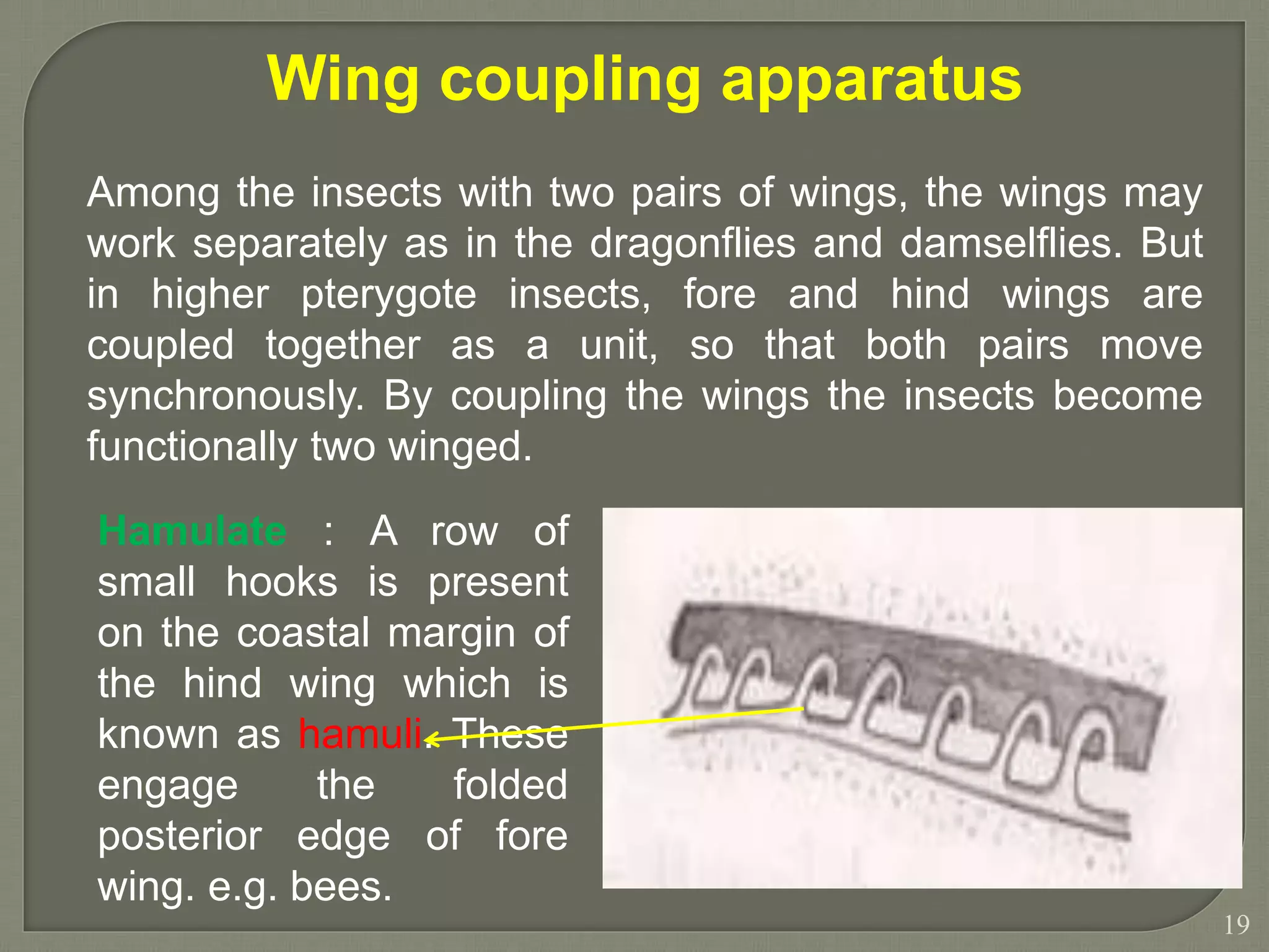Lec. 11&12 Wing venation modification and coupling apparatus.ppt