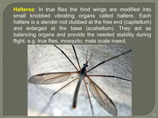 Lec. 11&12 Wing venation modification and coupling apparatus.ppt