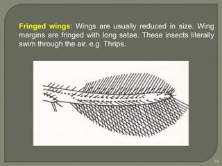 Lec. 11&12 Wing venation modification and coupling apparatus.ppt