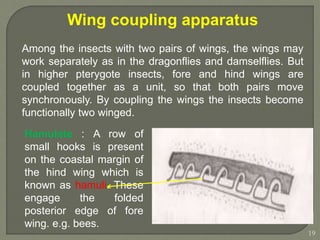 Lec. 11&12 Wing venation modification and coupling apparatus.ppt
