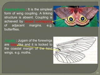 Lec. 11&12 Wing venation modification and coupling apparatus.ppt