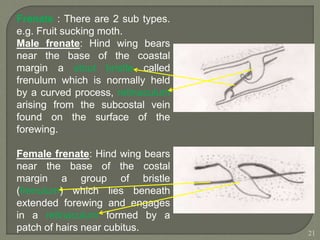 Lec. 11&12 Wing venation modification and coupling apparatus.ppt