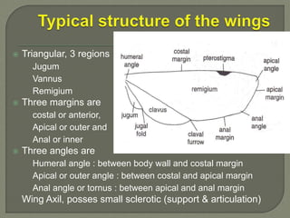 Lec. 11&12 Wing venation modification and coupling apparatus.ppt