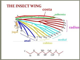 Lec. 11&12 Wing venation modification and coupling apparatus.ppt
