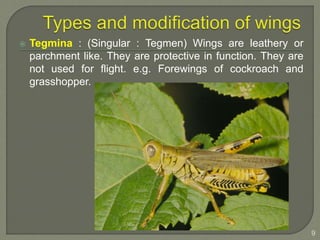 Lec. 11&12 Wing venation modification and coupling apparatus.ppt