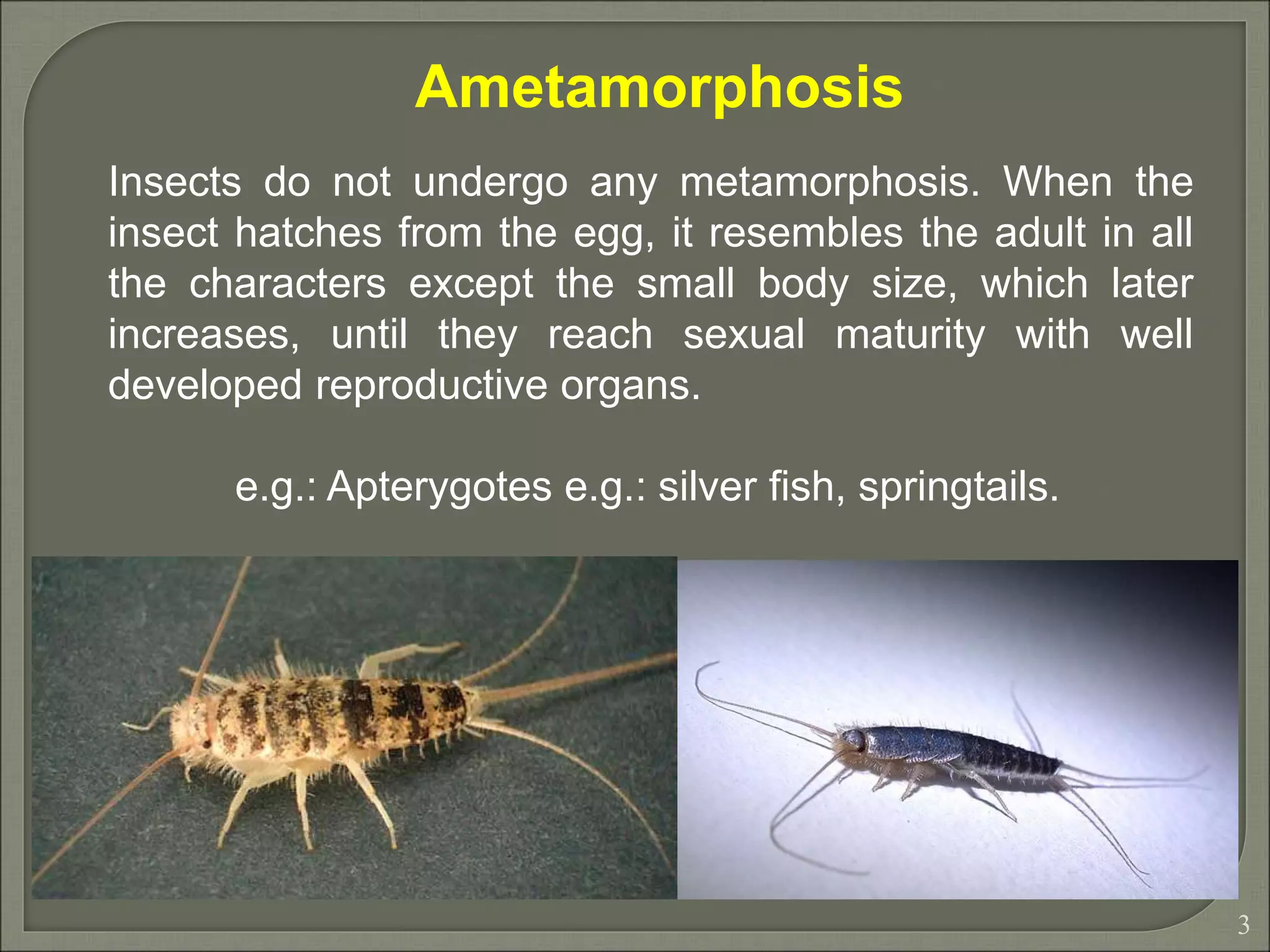 Lec. 14 Metamrphsis and types, diapause in insect.ppt