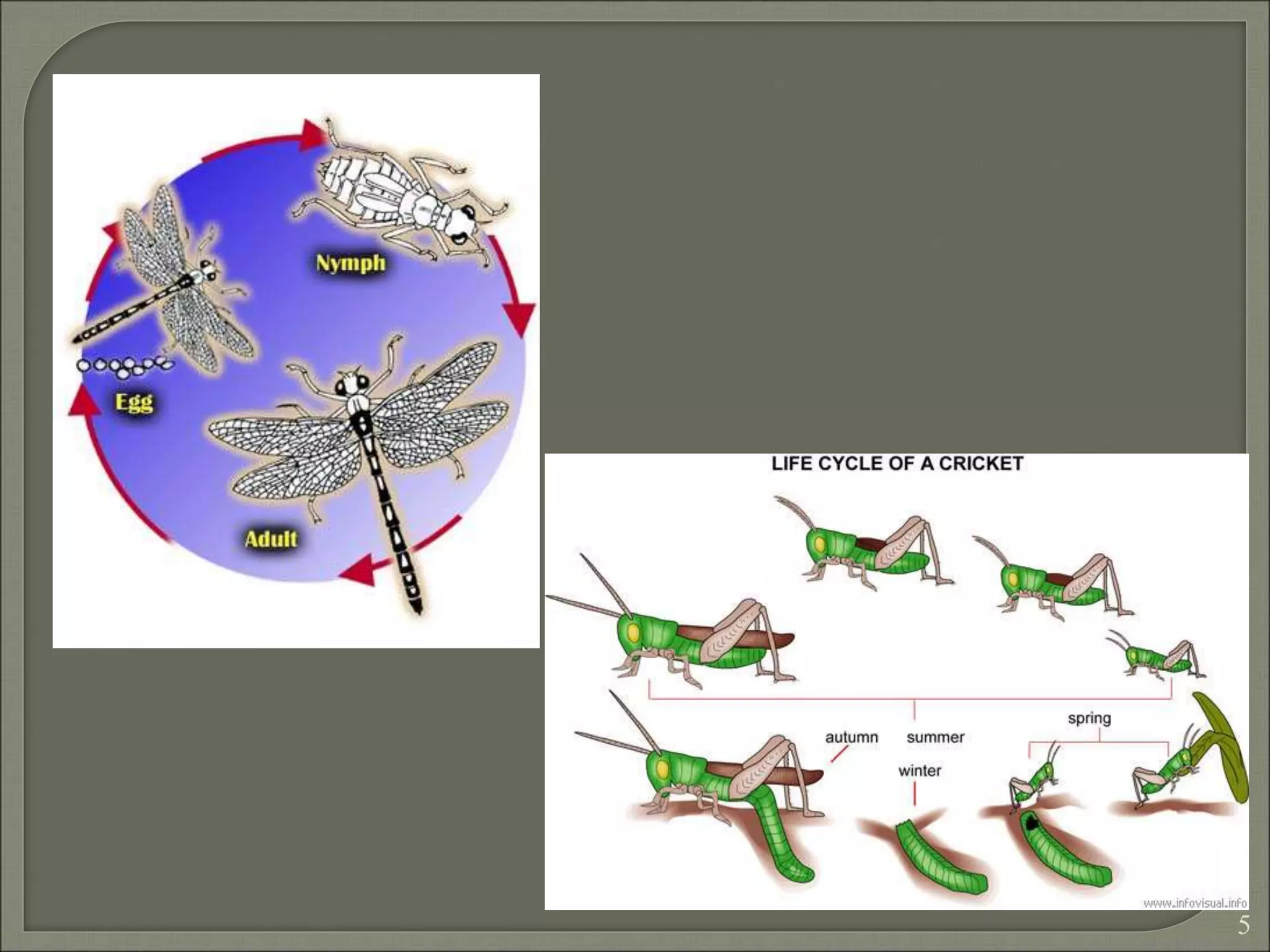 Lec. 14 Metamrphsis and types, diapause in insect.ppt