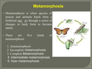 Lec. 14 Metamrphsis and types, diapause in insect.ppt