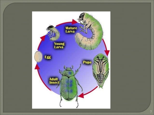 Lec. 14 Metamrphsis and types, diapause in insect.ppt
