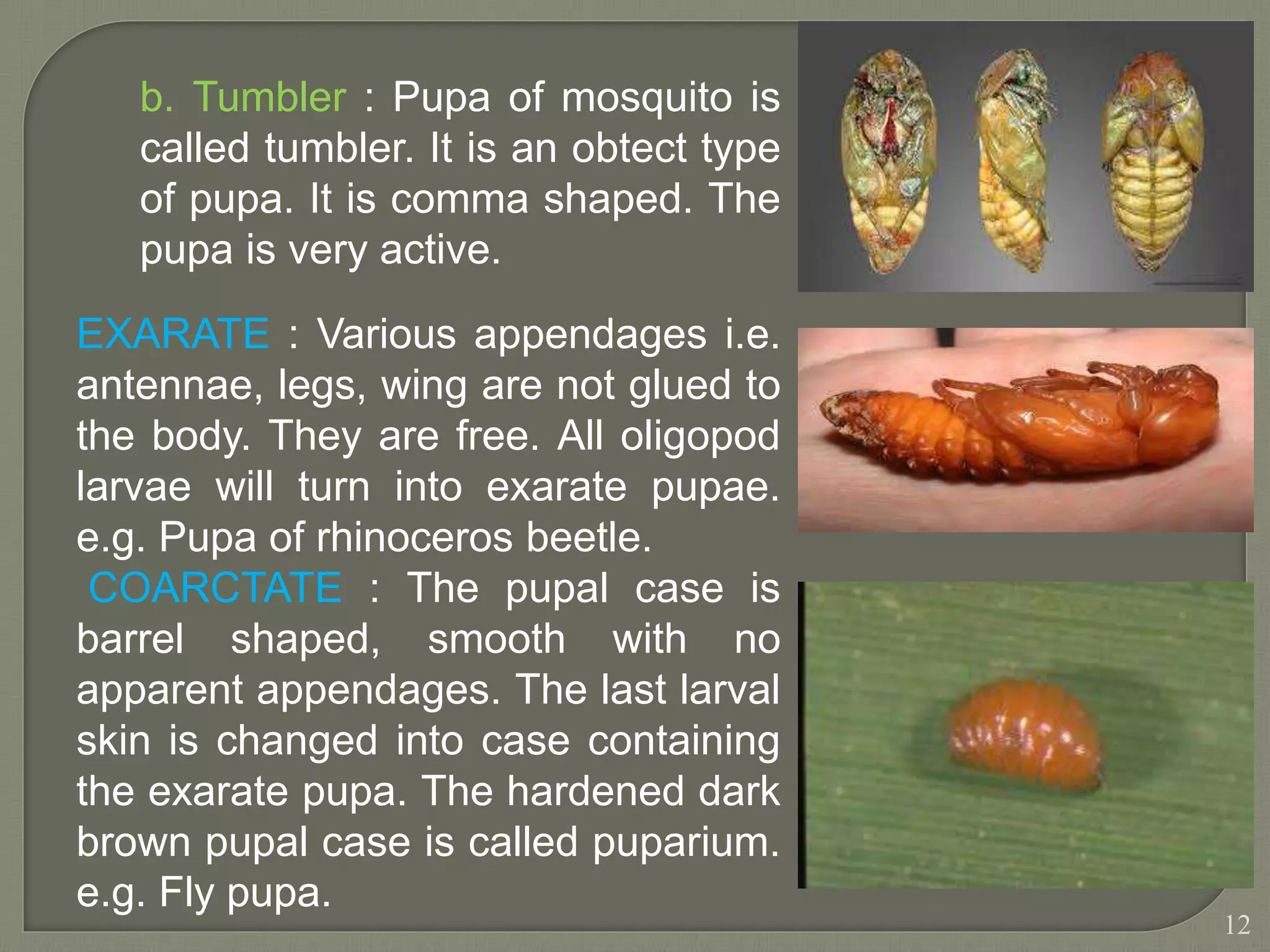 Lec. 15 Types of larvae and Pupa.ppt