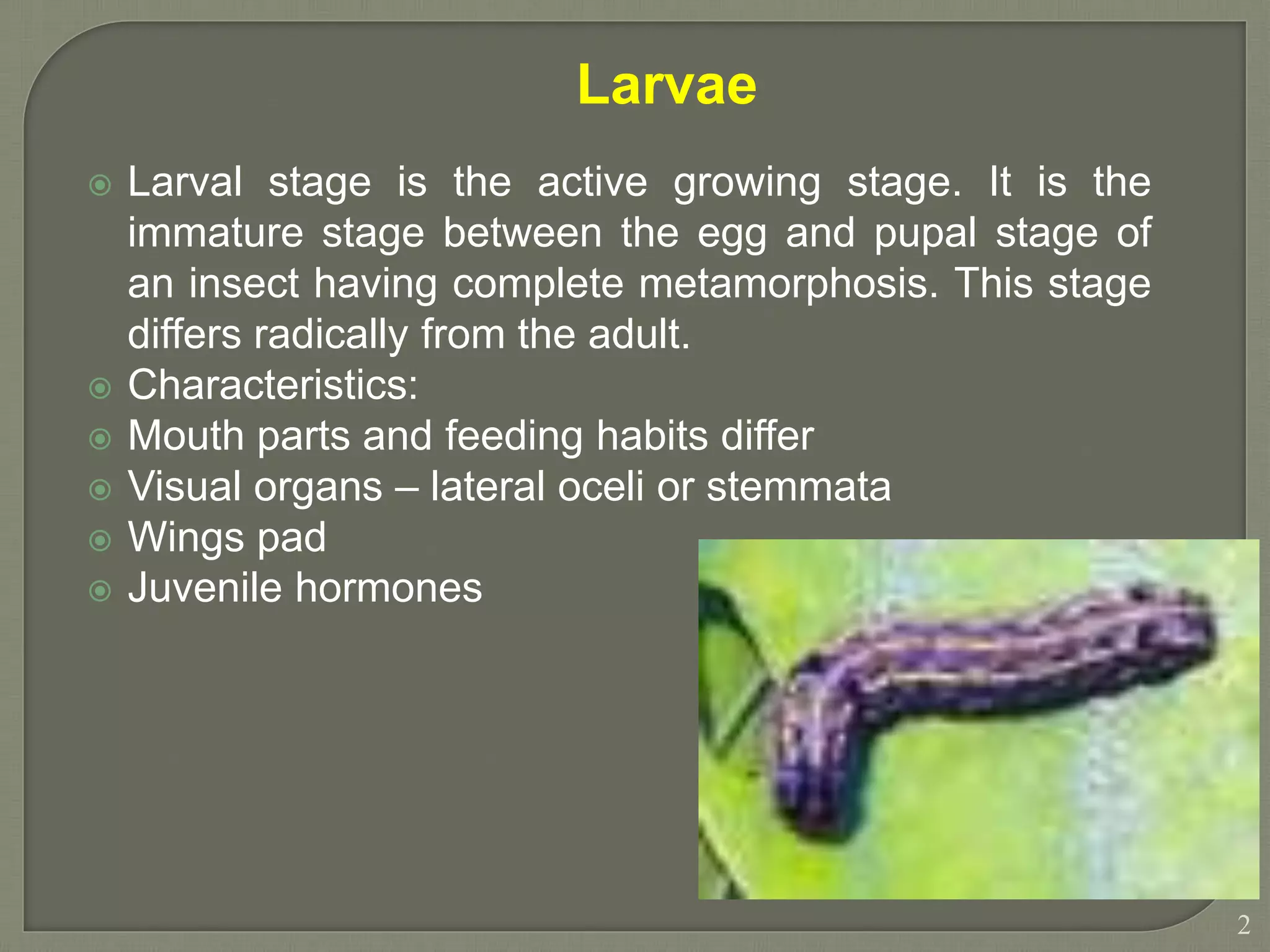 Lec. 15 Types of larvae and Pupa.ppt