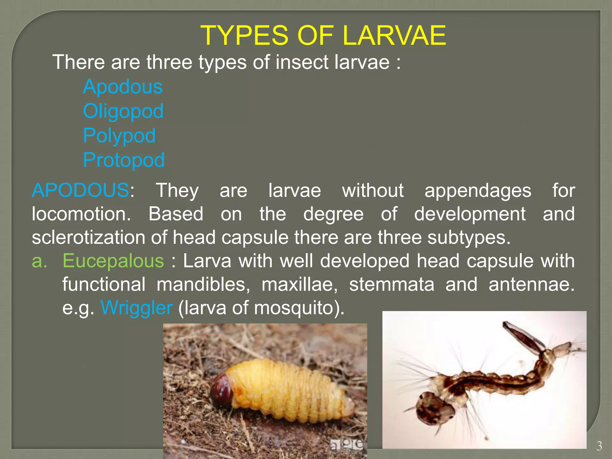 Lec. 15 Types of larvae and Pupa.ppt