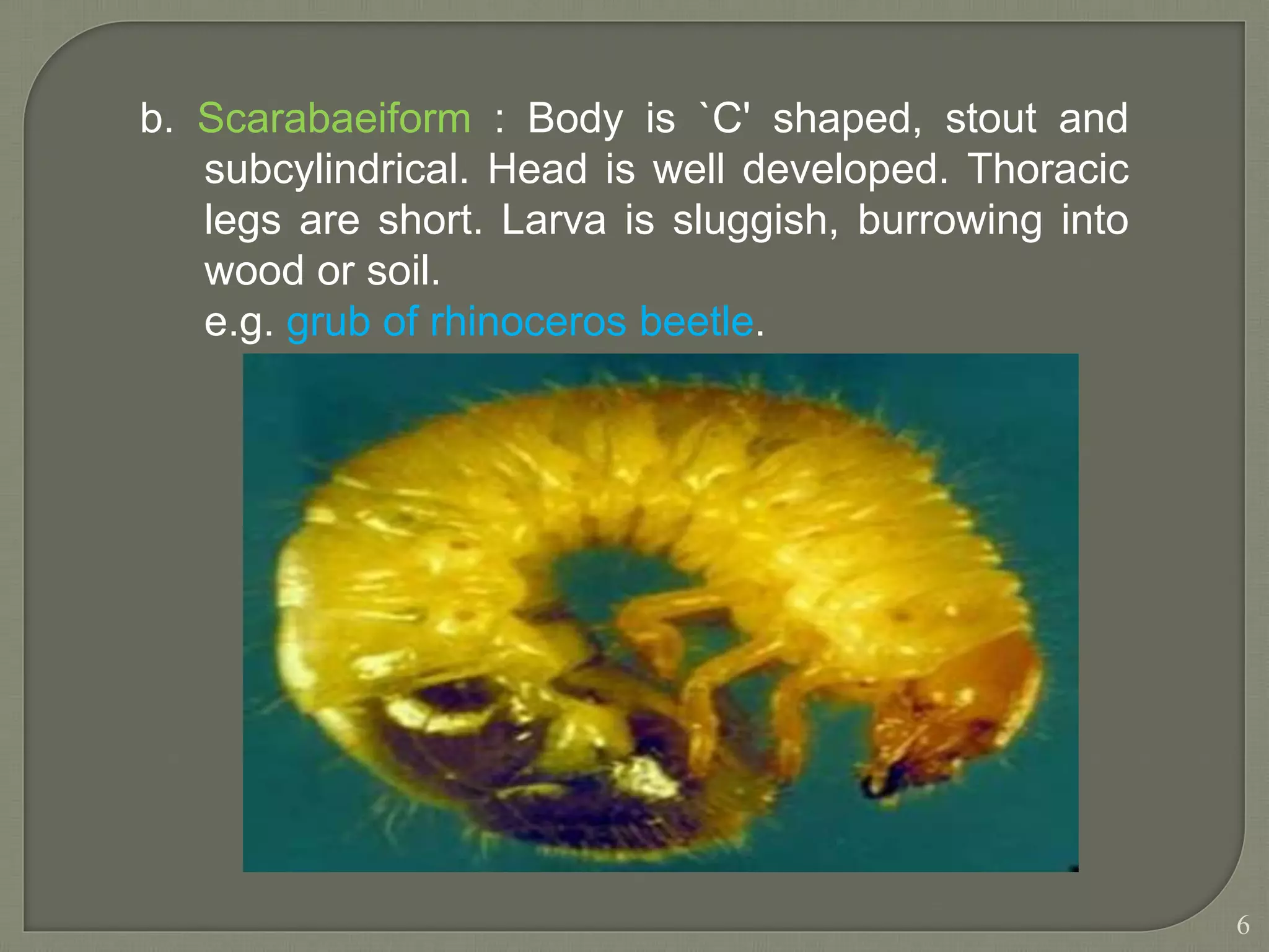 Lec. 15 Types of larvae and Pupa.ppt