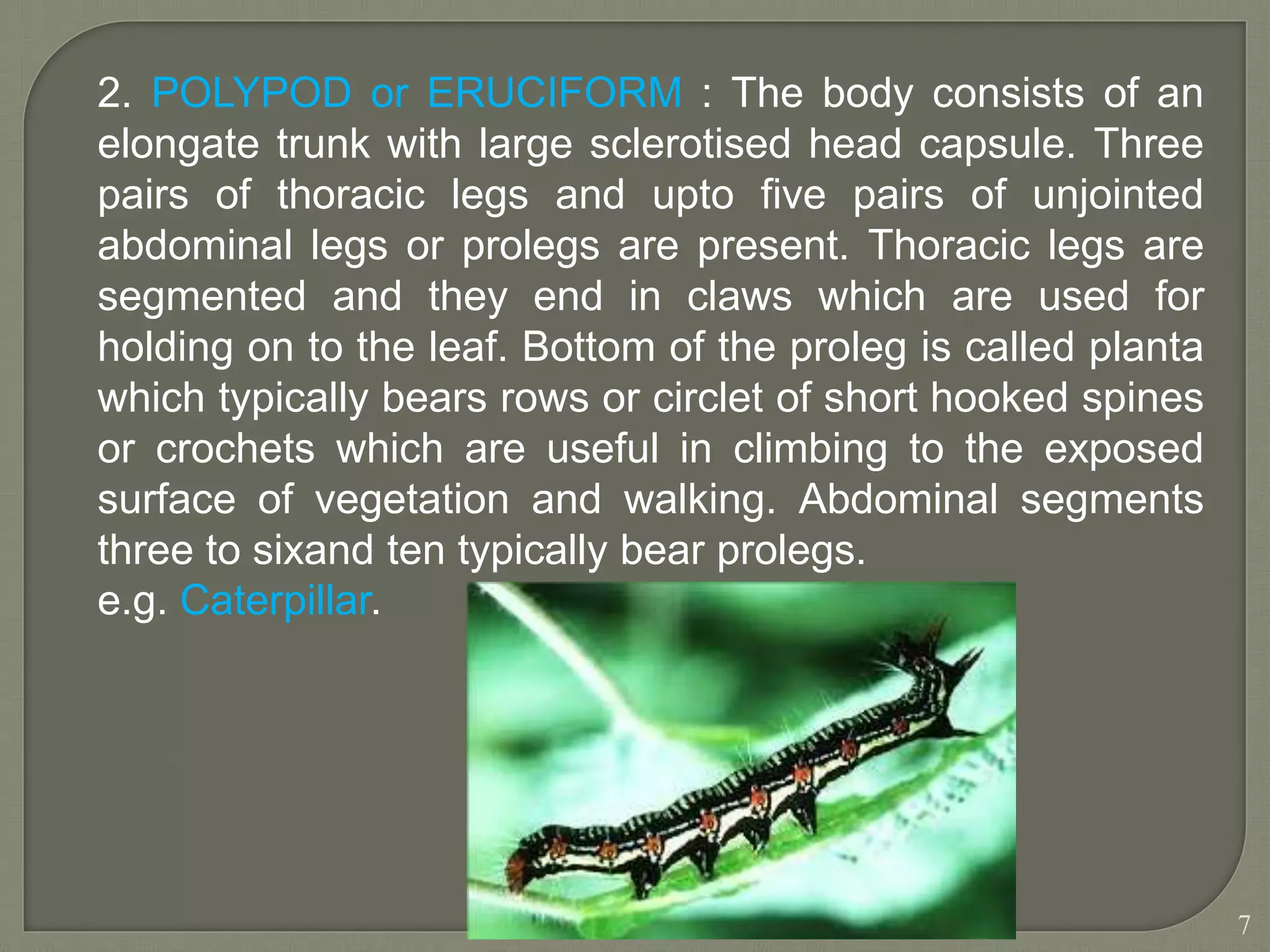 Lec. 15 Types of larvae and Pupa.ppt