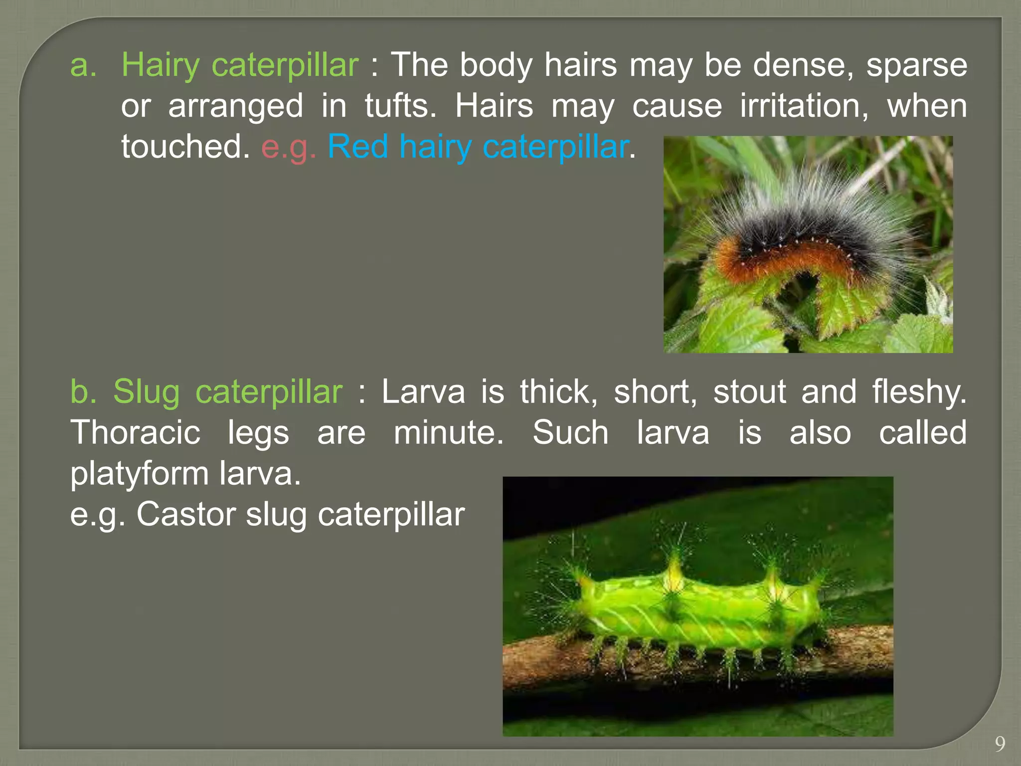 Lec. 15 Types of larvae and Pupa.ppt