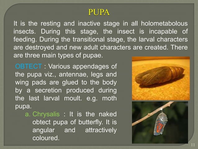 Lec. 15 Types of larvae and Pupa.ppt | Biological Sciences | Science