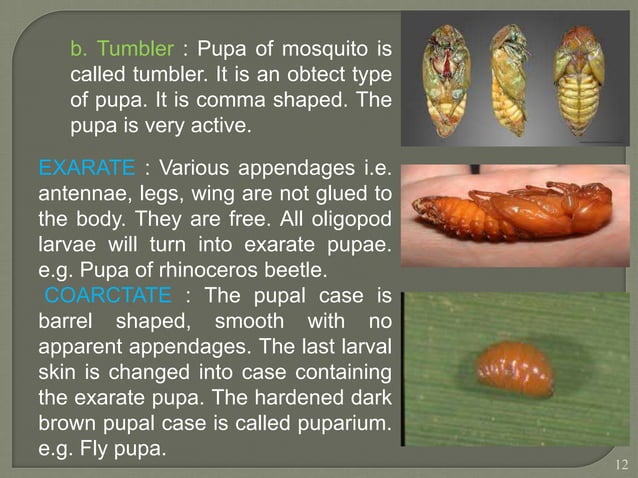 Lec. 15 Types of larvae and Pupa.ppt | Biological Sciences | Science