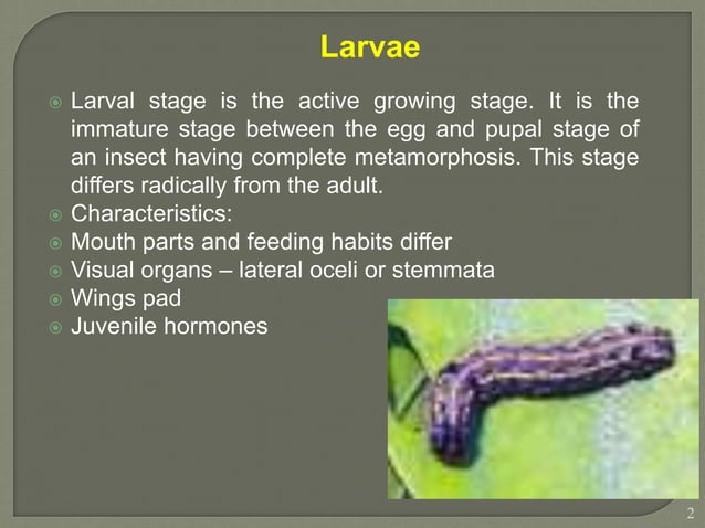 Lec. 15 Types of larvae and Pupa.ppt | Biological Sciences | Science