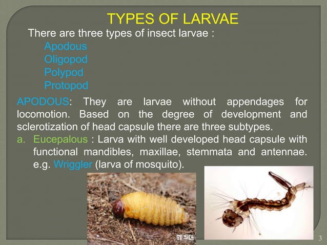 Lec. 15 Types of larvae and Pupa.ppt | Biological Sciences | Science