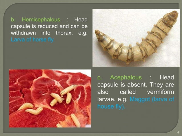 Lec. 15 Types of larvae and Pupa.ppt | Biological Sciences | Science