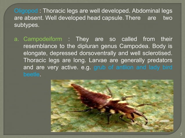 Lec. 15 Types of larvae and Pupa.ppt | Biological Sciences | Science