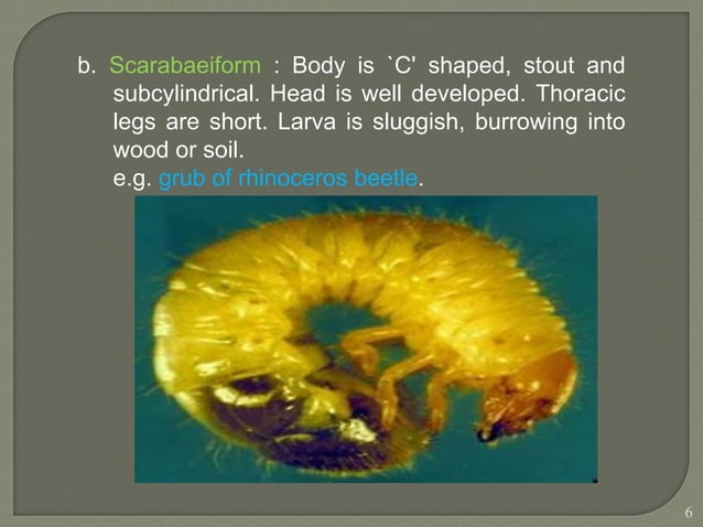 Lec. 15 Types of larvae and Pupa.ppt | Biological Sciences | Science