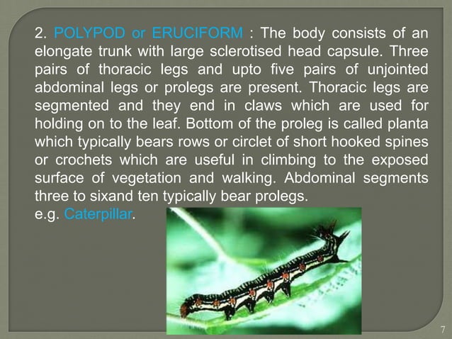 Lec. 15 Types of larvae and Pupa.ppt | Biological Sciences | Science
