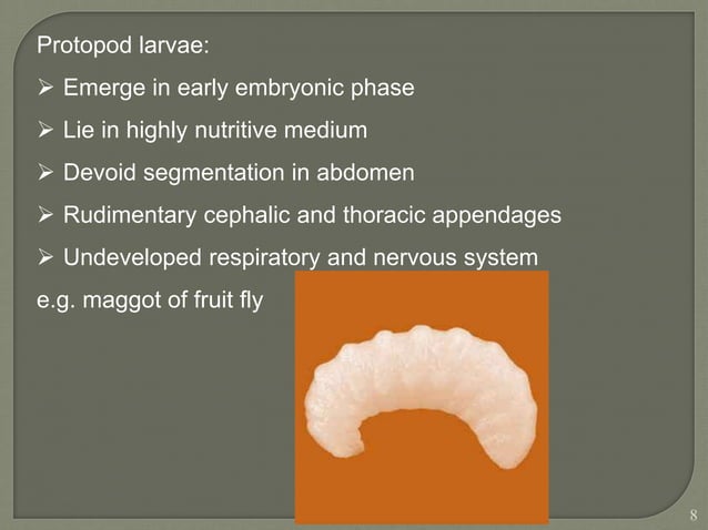 Lec. 15 Types of larvae and Pupa.ppt | Biological Sciences | Science