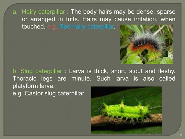 Lec. 15 Types of larvae and Pupa.ppt | Biological Sciences | Science