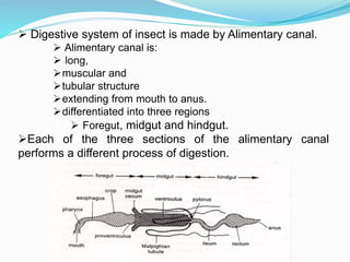 Lec. 16 Digestive system.ppt