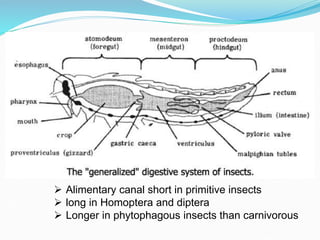 Lec. 16 Digestive system.ppt
