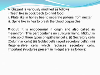 Lec. 16 Digestive system.ppt