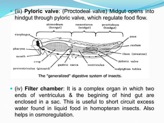 Lec. 16 Digestive system.ppt