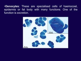 Lec. 17 Structure and functions of excretory system in insects.ppt