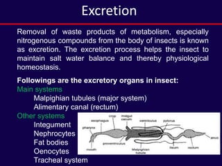 Lec. 17 Structure and functions of excretory system in insects.ppt